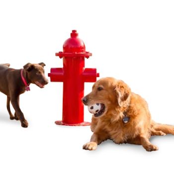 High-Quality Dog Park Equipment at Low Prices | Outfit Your Puppy ...